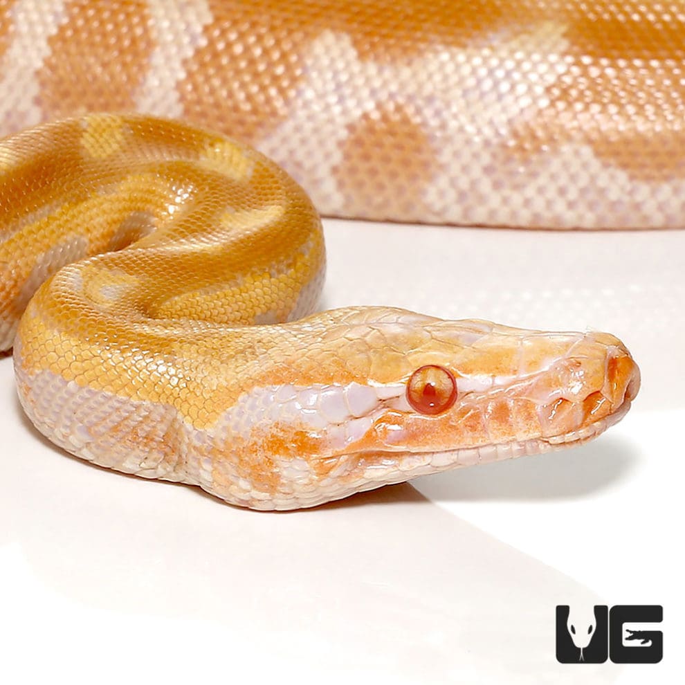 Blood Pythons For Sale - Underground Reptiles