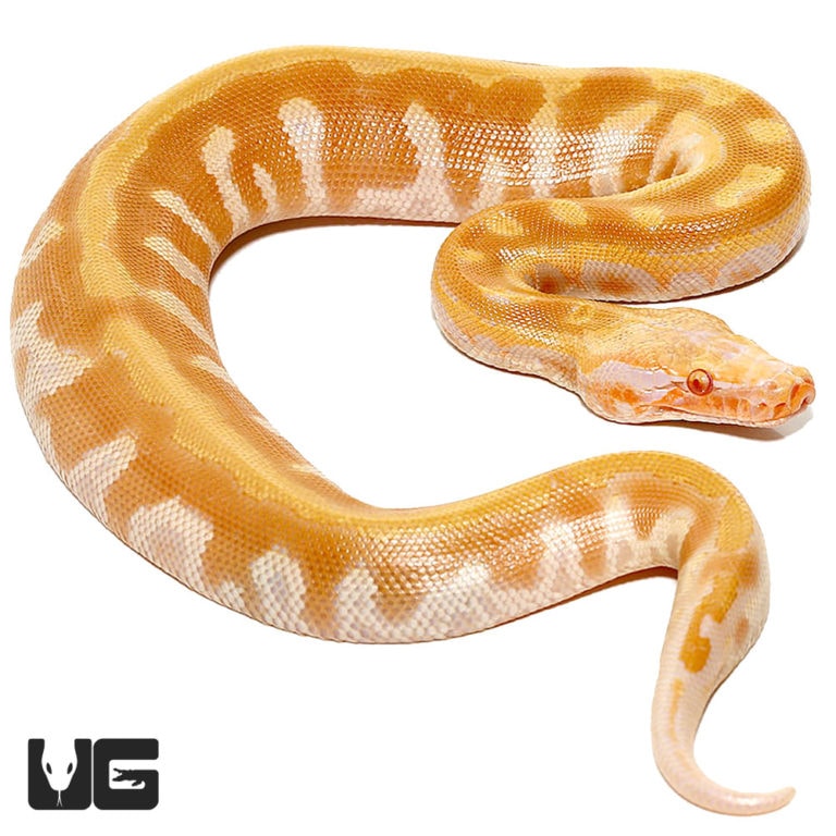 Baby T Negative Albino Blood Python - Underground Reptiles