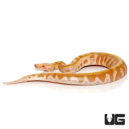 Baby T Negative Albino Blood Python - Underground Reptiles