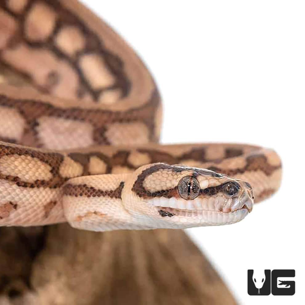 Baby Tiger Jaguar Coastal Carpet Python - Underground Reptiles
