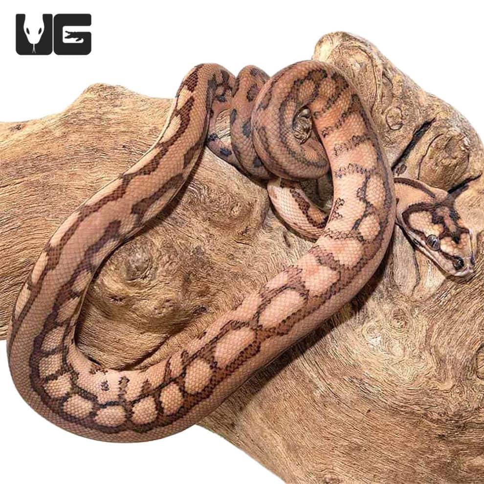 Baby Tiger Jaguar Coastal Carpet Python - Underground Reptiles