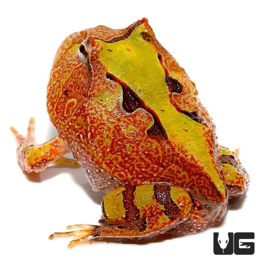 Baby Tricolor Suriname Horned Frog - Underground Reptiles