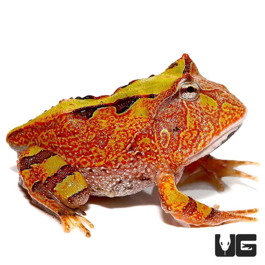 Baby Tricolor Suriname Horned Frog - Underground Reptiles