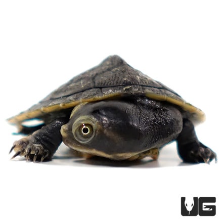 Baby Victoria Pink Eared Turtle - Underground Reptiles