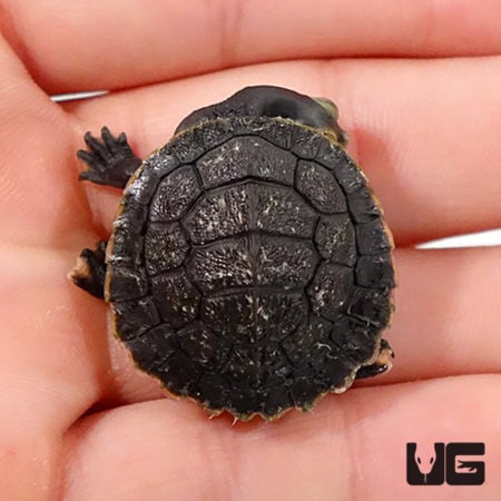 Baby Victoria Pink Eared Turtle - Underground Reptiles