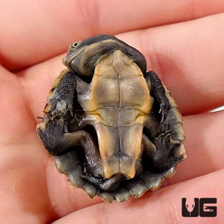 Baby Victoria Pink Eared Turtle - Underground Reptiles