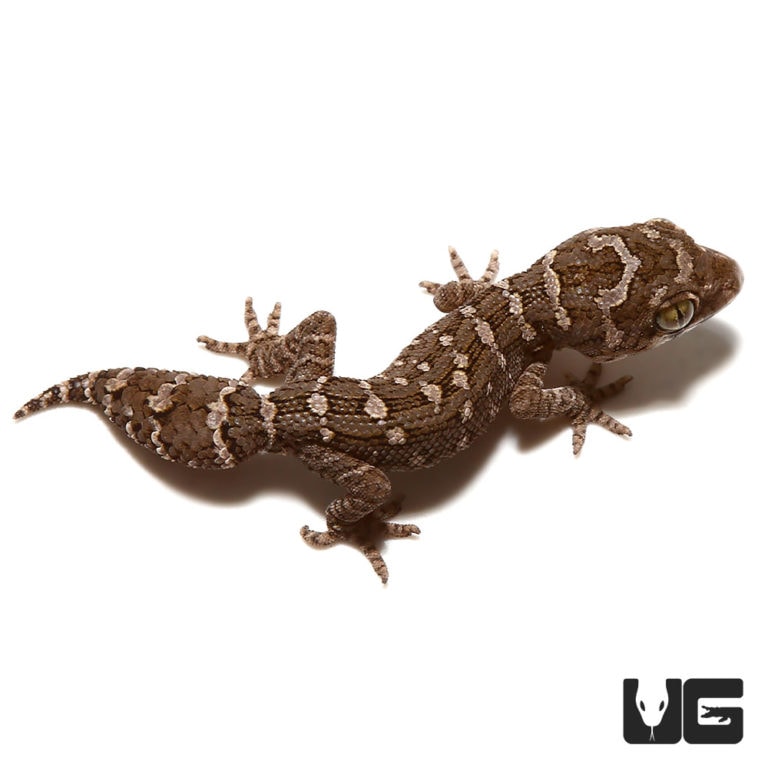 Baby Viper Geckos (Teratolepis fasciata) For Sale - Underground Reptiles