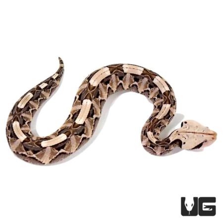 Baby West African Gaboon Viper - Underground Reptiles