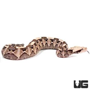 Baby West African Gaboon Viper - Underground Reptiles