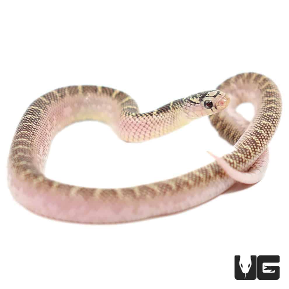 Baby White Sided Peanut Butter Brooks Kingsnake - Underground Reptiles