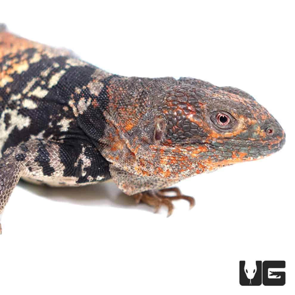 Baby Yucatan Spiny Tail Iguana (Ctenosaura Defensor) - Underground Reptiles