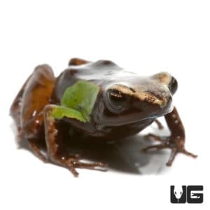 Beautiful Mantella (Mantella pulchra) For Sale - Underground Reptiles