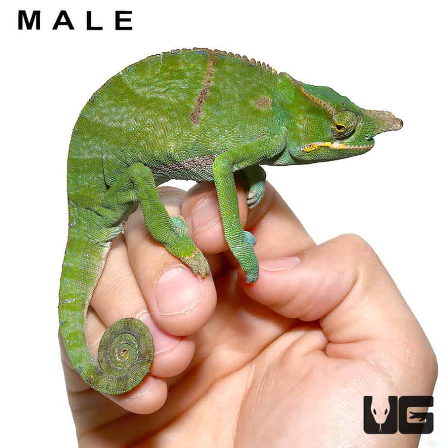 Furcifer Bifidus For Sale - Underground Reptiles