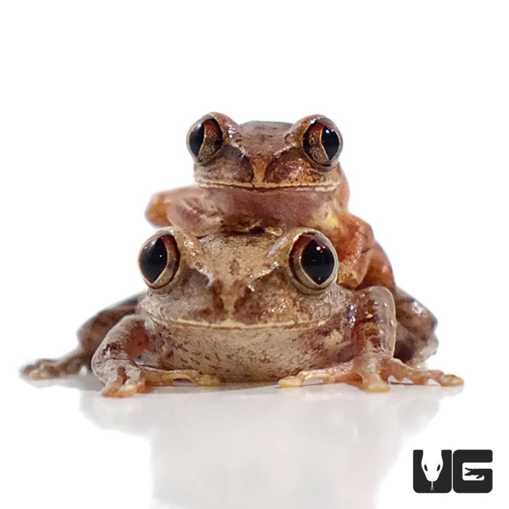 Tree Frogs For Sale - Underground Reptiles