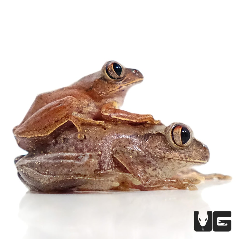 Big Eye Tree Frogs For Sale - Underground Reptiles