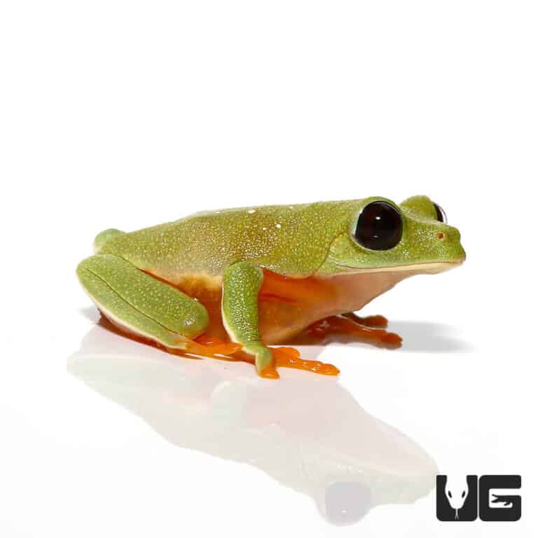 Baby Black Eyed Tree Frog For Sale - Underground Reptiles