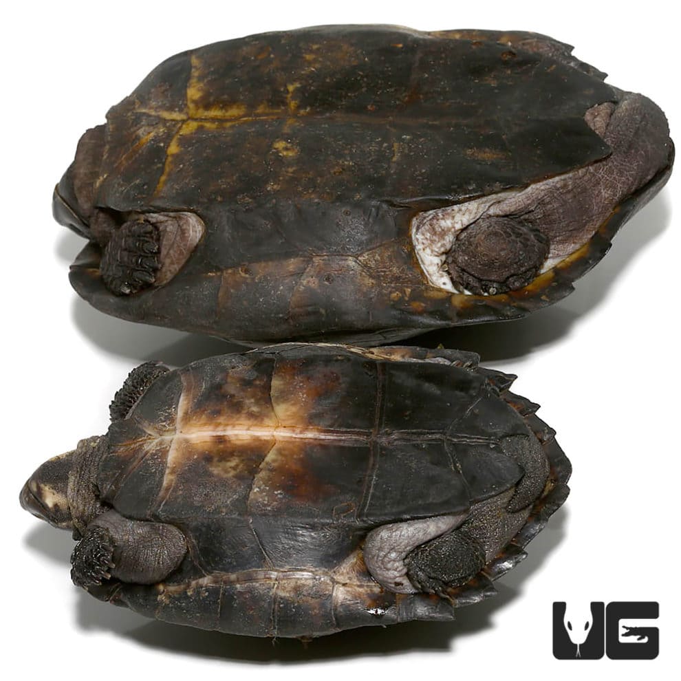 Black Marsh Turtle - Underground Reptiles