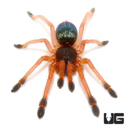 Blue Fang Skeleton Tarantula (Ephpebopus cyanognathus) For Sale ...