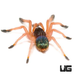Blue Fang Skeleton Tarantula (Ephpebopus cyanognathus) For Sale ...
