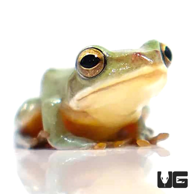 Tree Frogs For Sale - Underground Reptiles