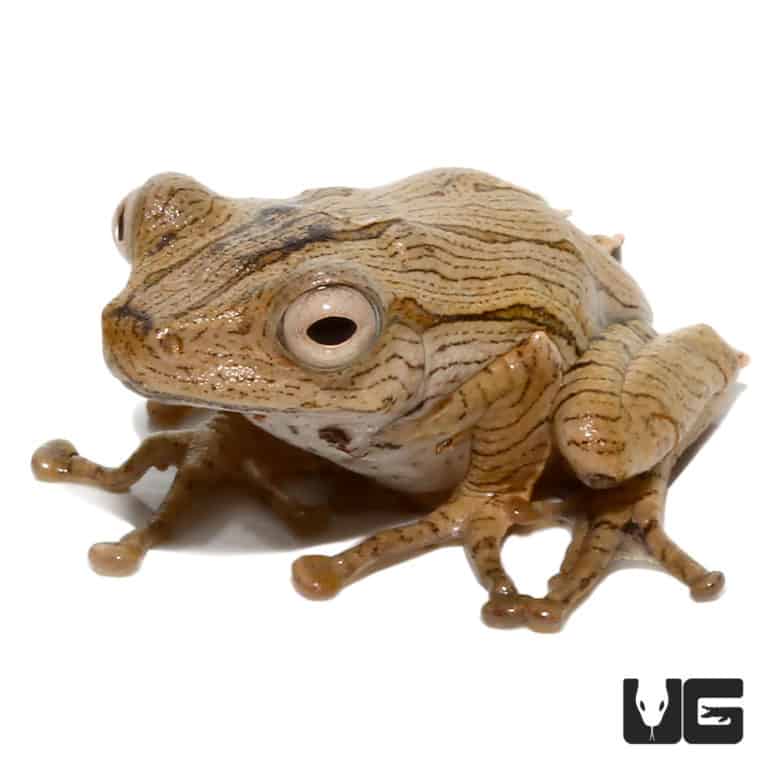 Borneo Eared Frog - Underground Reptiles
