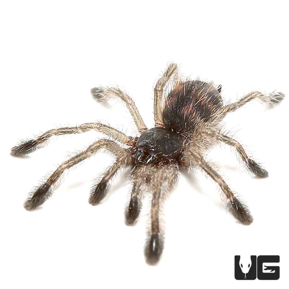 Brazilian Blue Green Pinktoe Tarantula (.25 - .75'') - Underground Reptiles