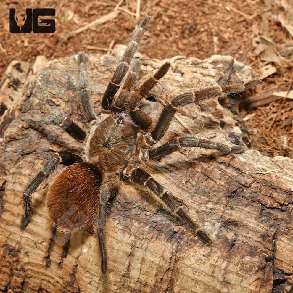 Rusty Bird Eating Tarantula (acanthoscurria ferina) For Sale ...