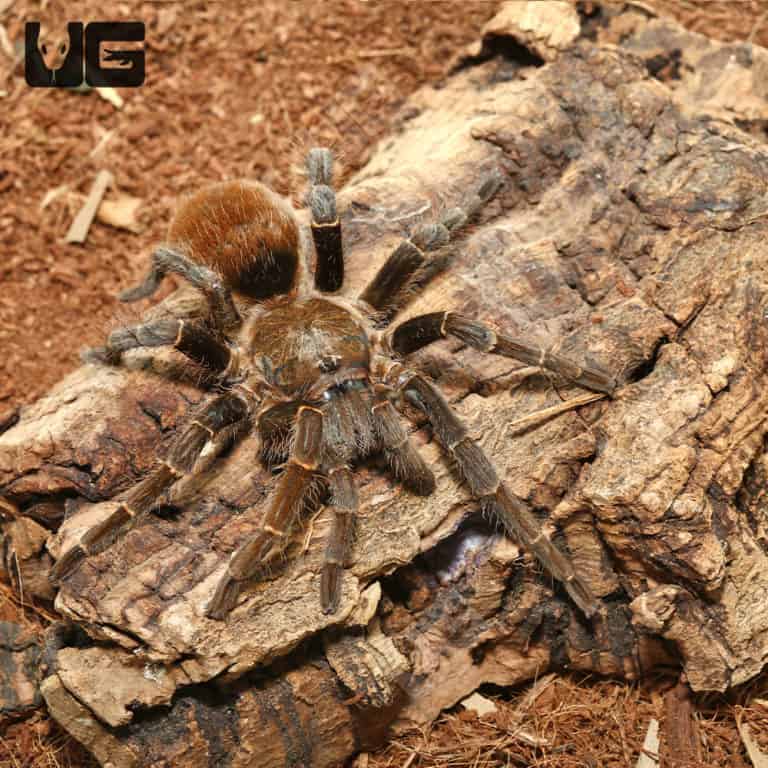 Rusty Bird Eating Tarantula (3 - 4'') - Underground Reptiles