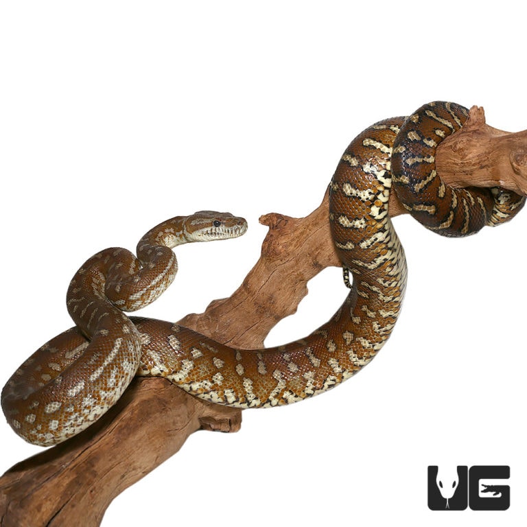 Carpet Pythons For Sale - Underground Reptiles