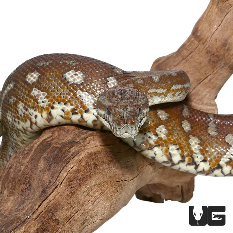 Bredl's Carpet Pythons (Morelia spilota bredli) For Sale - Underground ...
