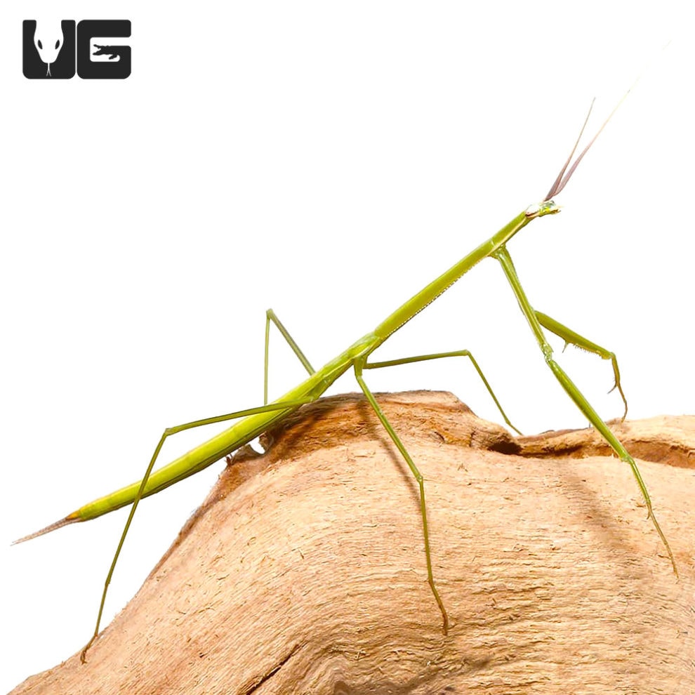 Mantis For Sale - Underground Reptiles