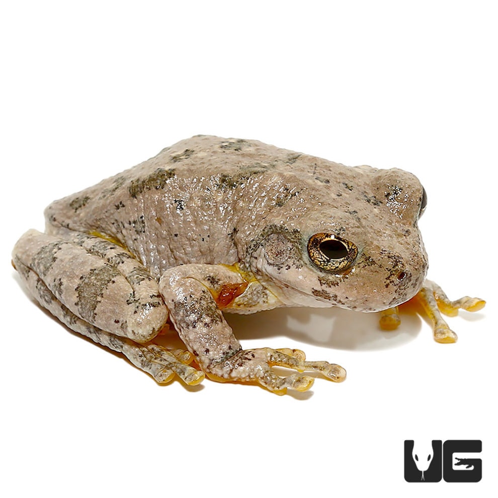 Tree Frogs For Sale - Underground Reptiles
