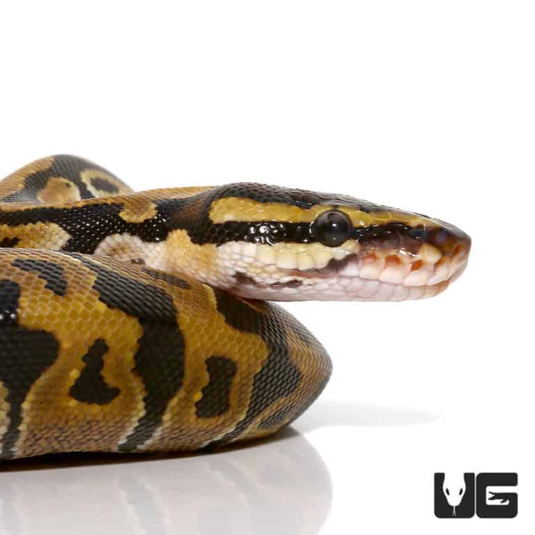 Baby Ball Pythons For Sale - Underground Reptiles