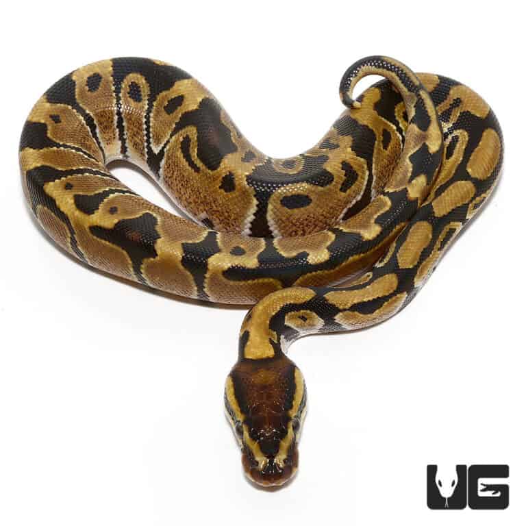Ball Pythons For Sale - Underground Reptiles