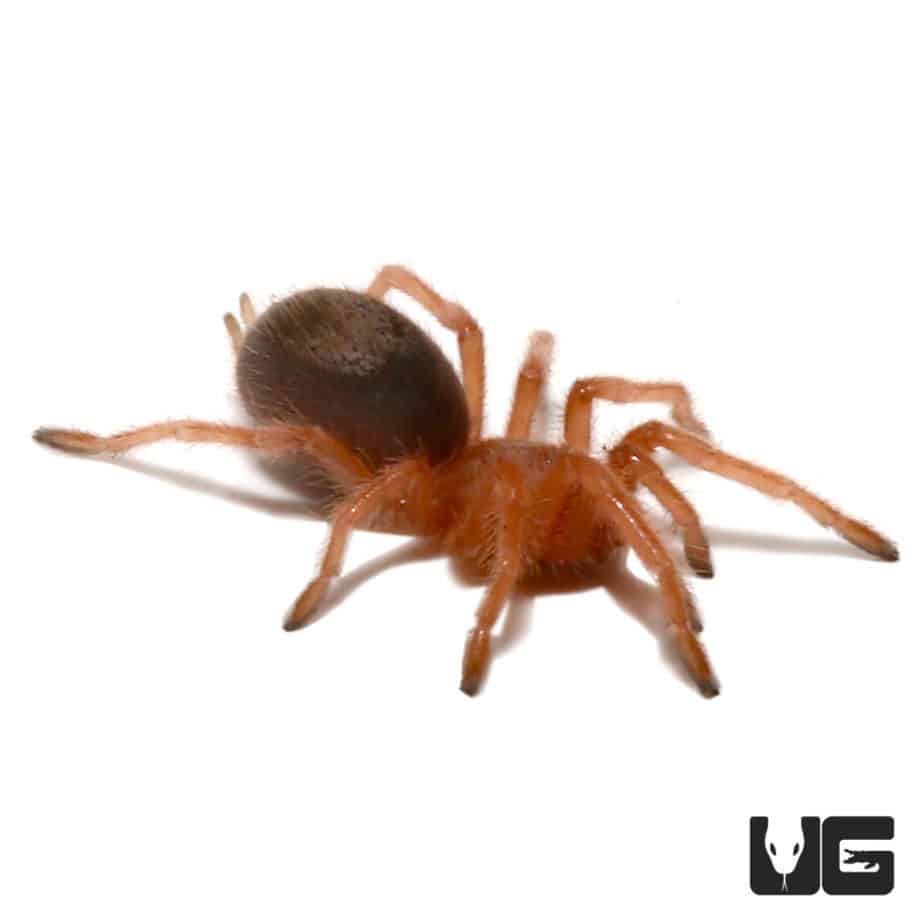 Chilean Rose Hair Tarantula (Grammostola rosea) For Sale - Underground ...