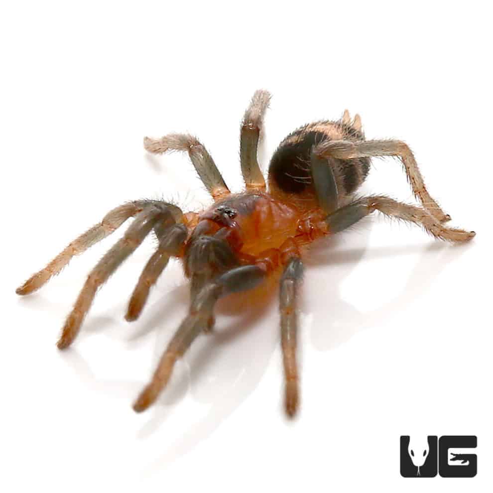 Colombian Dwarf Tiger Tarantula (.25 - .75'') - Underground Reptiles
