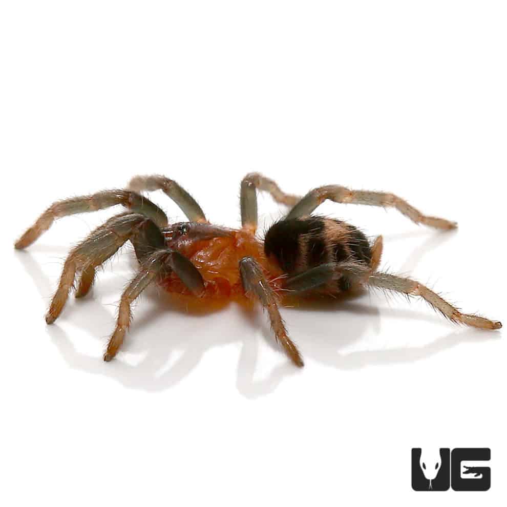 Colombian Dwarf Tiger Tarantula (.25 - .75'') - Underground Reptiles