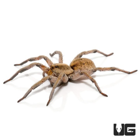 Colorado Wolf Spider - Underground Reptiles