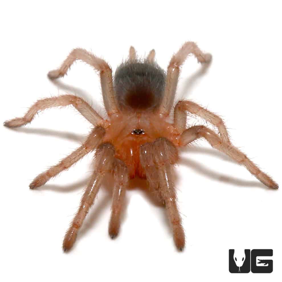 Costa Rican Bluefront Tarantula (.25 - .75'') - Underground Reptiles