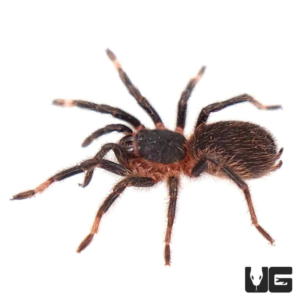 Costa Rican Red Leg Tarantula (1.25 - 1.75'') - Underground Reptiles