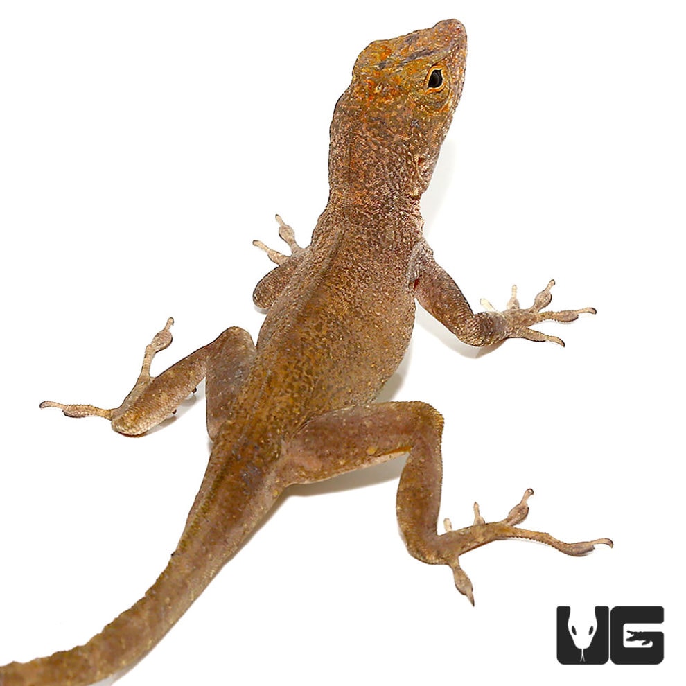 Crested Anoles (Anolis cristatellus cristatellus) For Sale ...