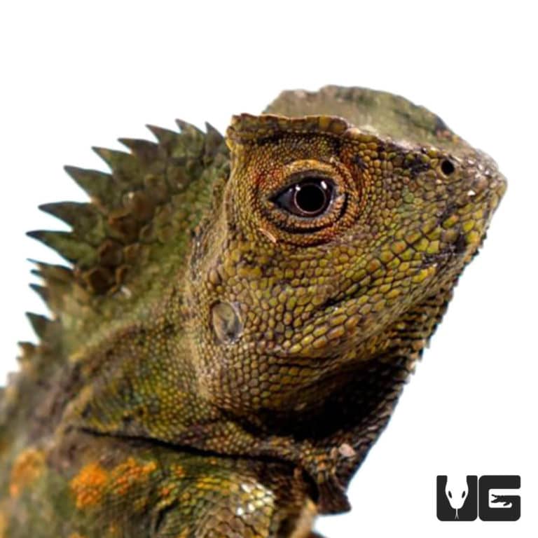 Crested River Dragon - Underground Reptiles