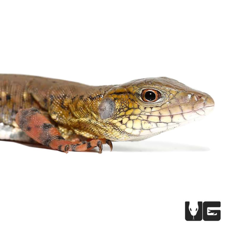 Crocodile Tegu - Underground Reptiles