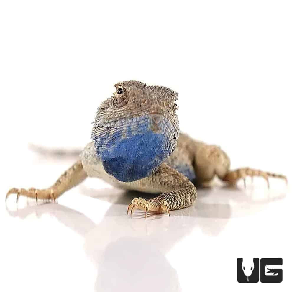 Desert Agamas (Trapelus mutabilis) For Sale - Underground Reptiles