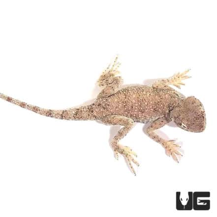 Desert Agamas (Trapelus mutabilis) For Sale - Underground Reptiles