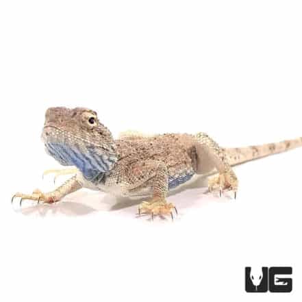 Desert Agamas (Trapelus mutabilis) For Sale - Underground Reptiles