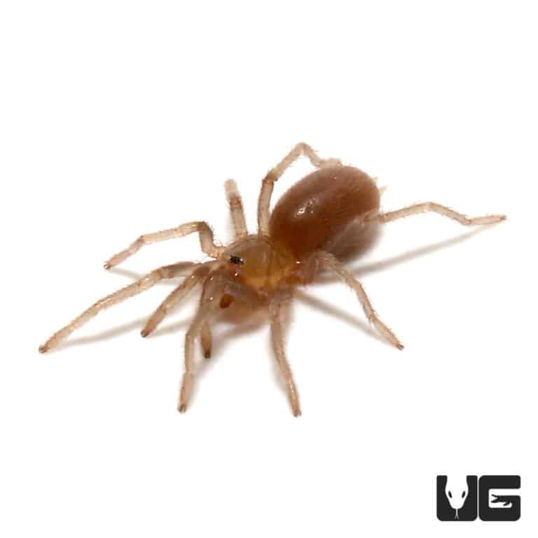 Dominican Dwarf Blue Tarantula (.25 - .75'') - Underground Reptiles