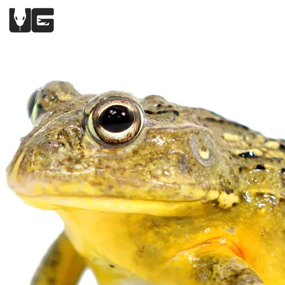 Dwarf Pixie Frogs For Sale - Underground Reptiles