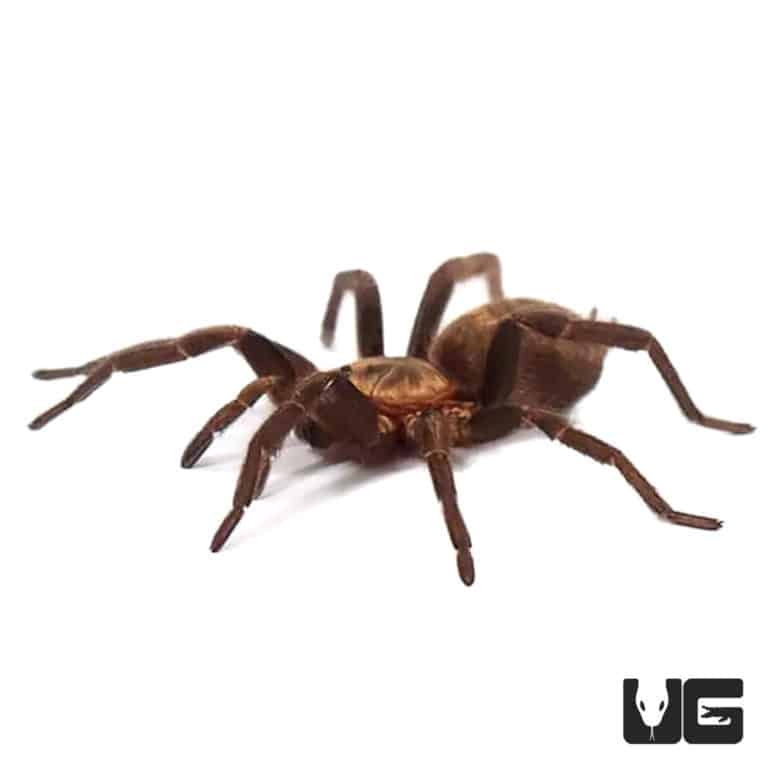 Guatemalan Tiger Rump Tarantula For Sale - Underground Reptiles