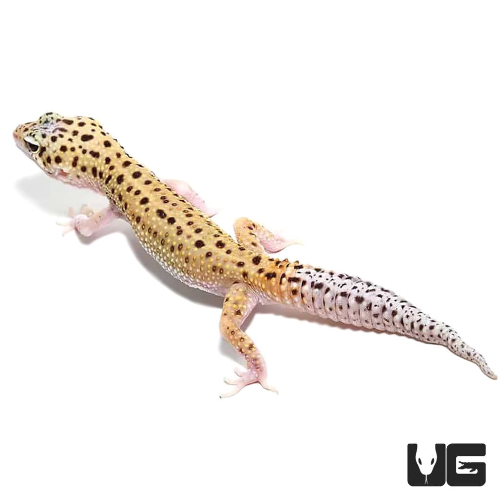 Eclipse Leopard Gecko - Underground Reptiles